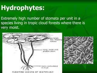 Homeostasis in plants & Types Of Plants On the Basis Of Water ...
