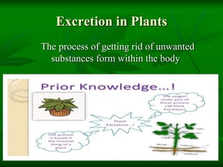 Homeostasis Examples In Plants