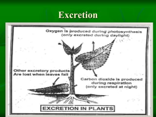 Homeostasis Examples In Plants