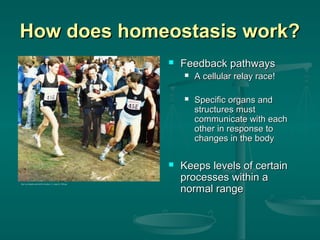 Homeostasis introduction | PPT