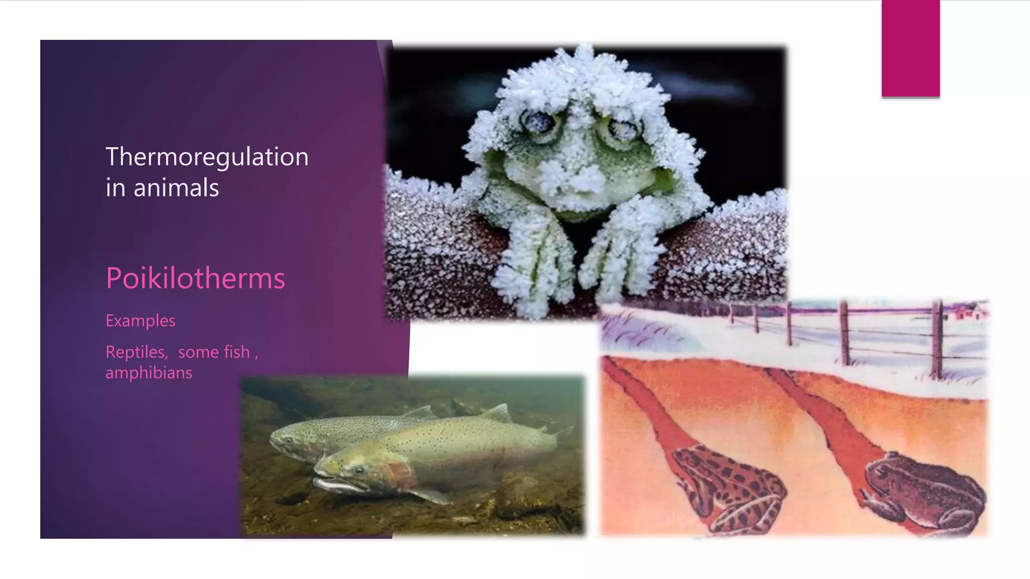 Homeostasisis part 2 | PPT