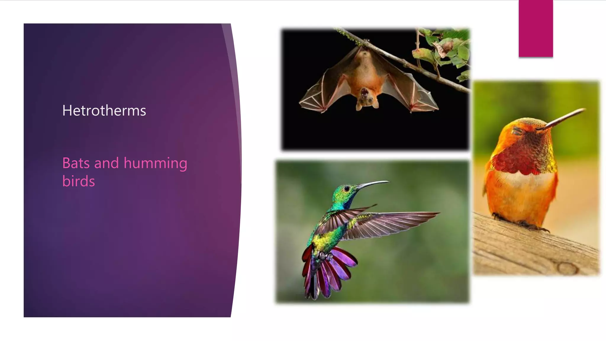 Homeostasisis part 2 | PPT