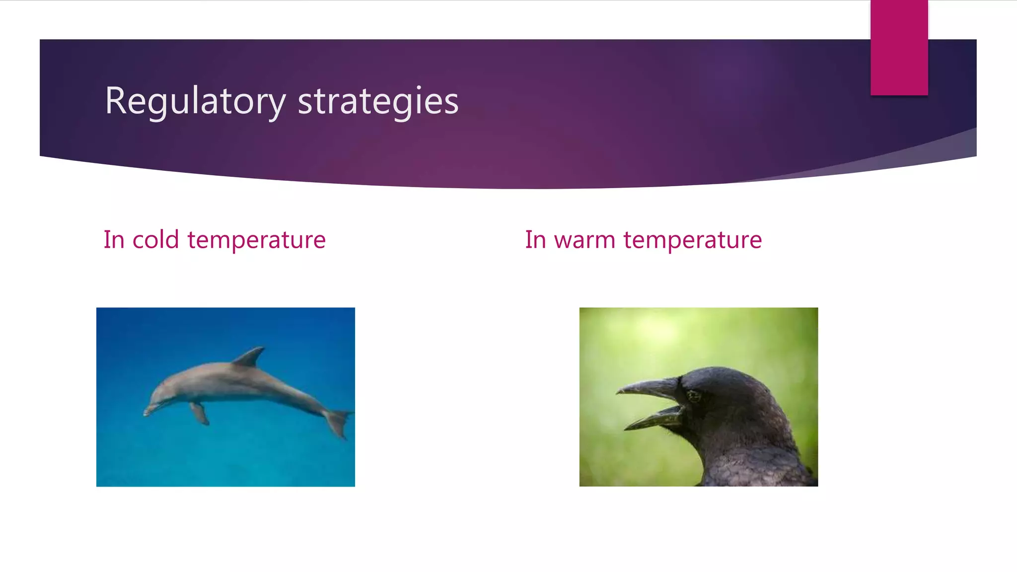 Homeostasisis part 2 | PPT