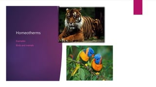 Homeostasisis part 2 | PPT