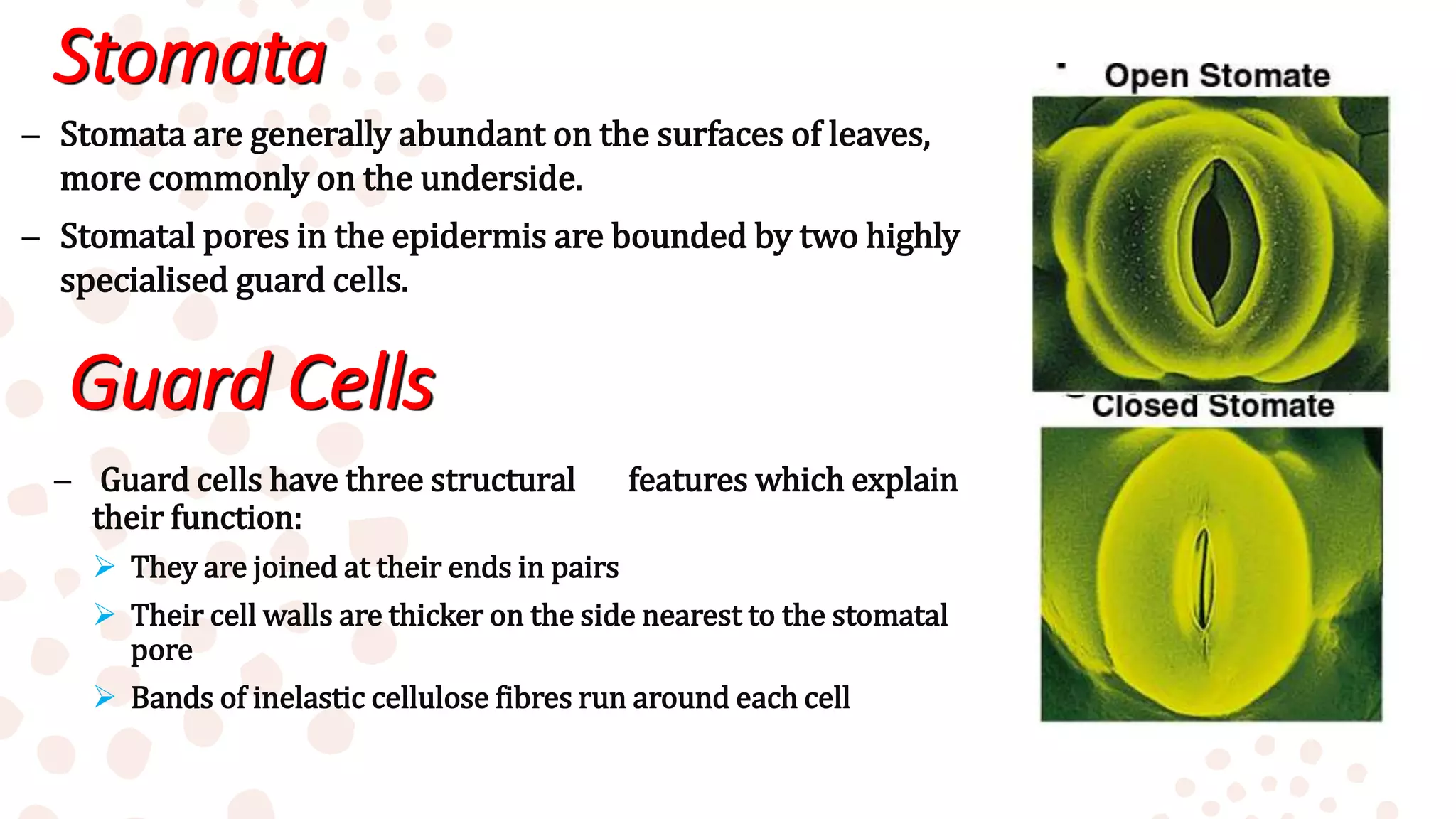Homeostasis its control mechanism | PPTX