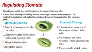 Homeostasis its control mechanism | PPTX