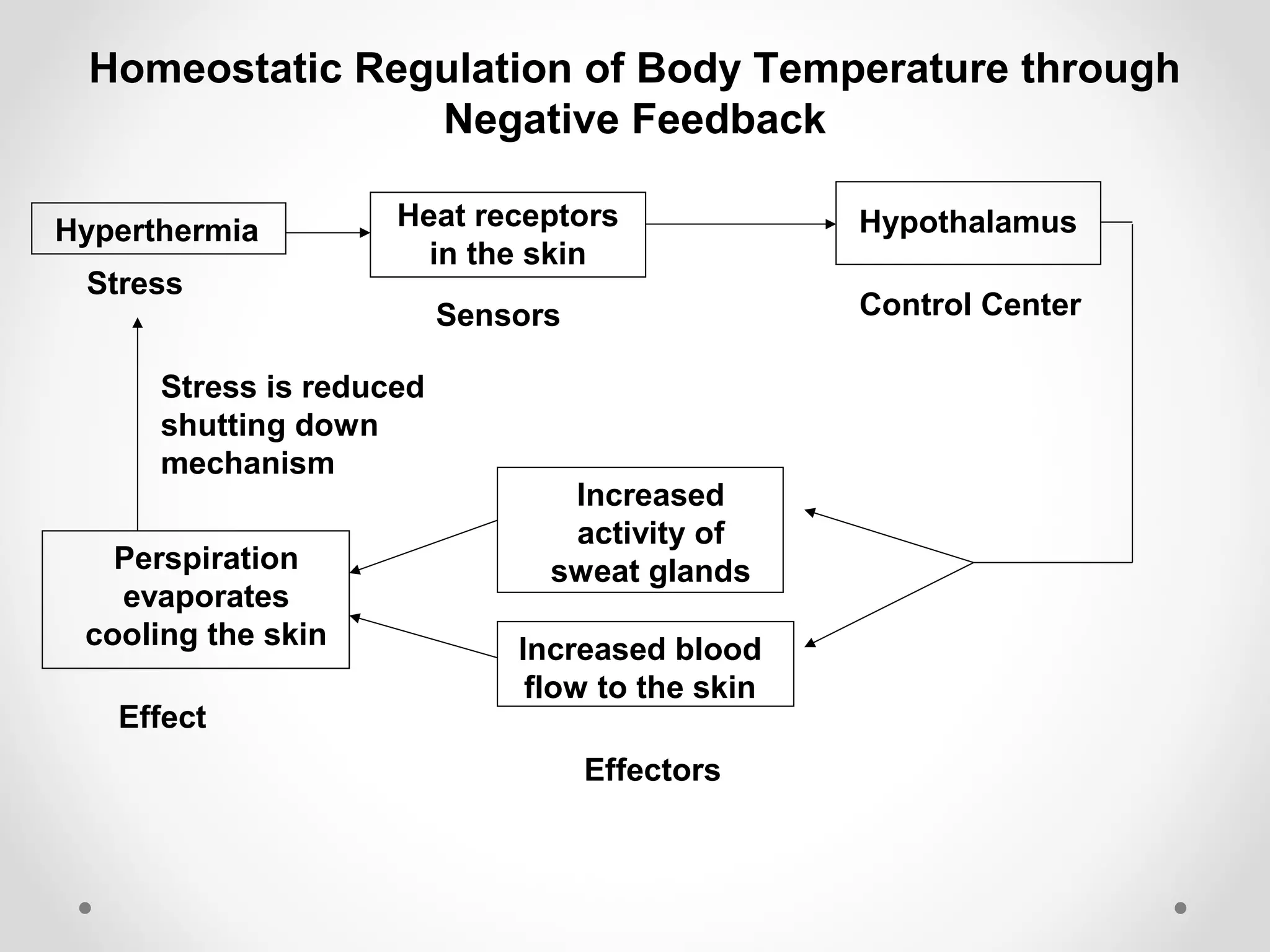 Homeostasis | PPT