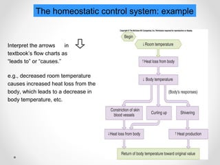 Homeostasis | PPT