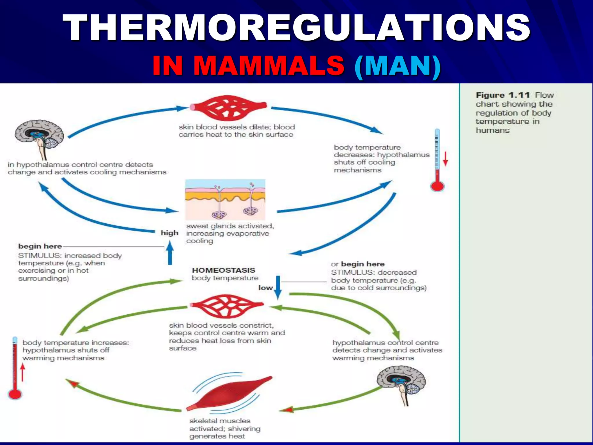 Homeostasis LBISE HSSC - II Chap. 15 | PPT
