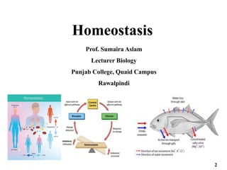 Homeostasis (Lecture 3).ppt