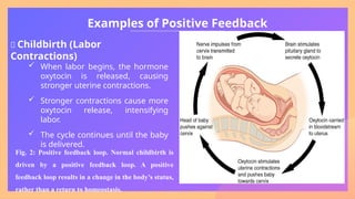 Homeostasis, their coordination and functions in Animals | PPTX