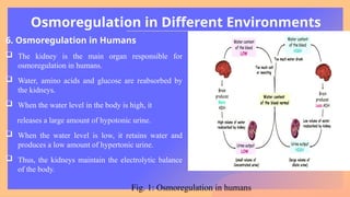 Homeostasis, their coordination and functions in Animals | PPTX