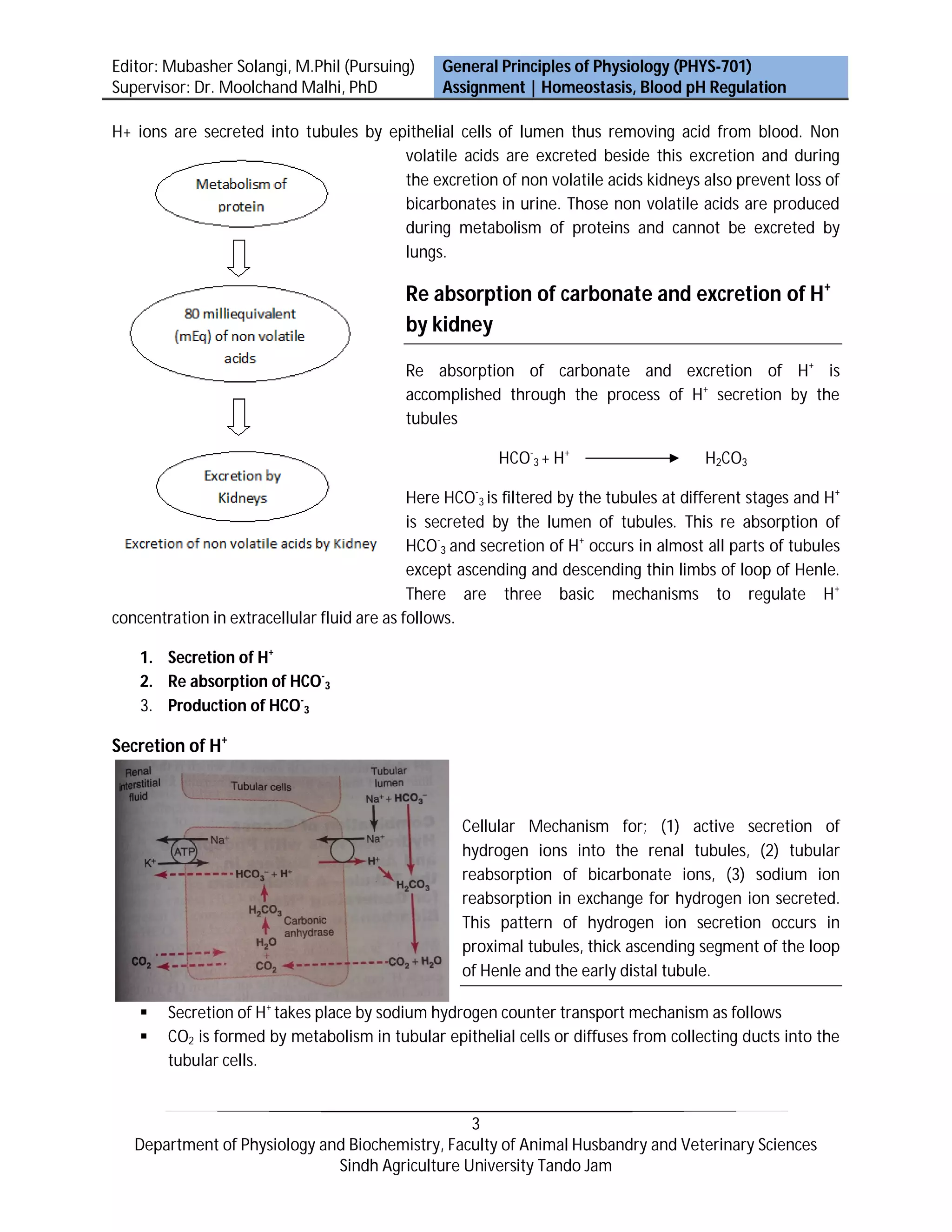 Homeostasis, maintenance of blood ph | PDF