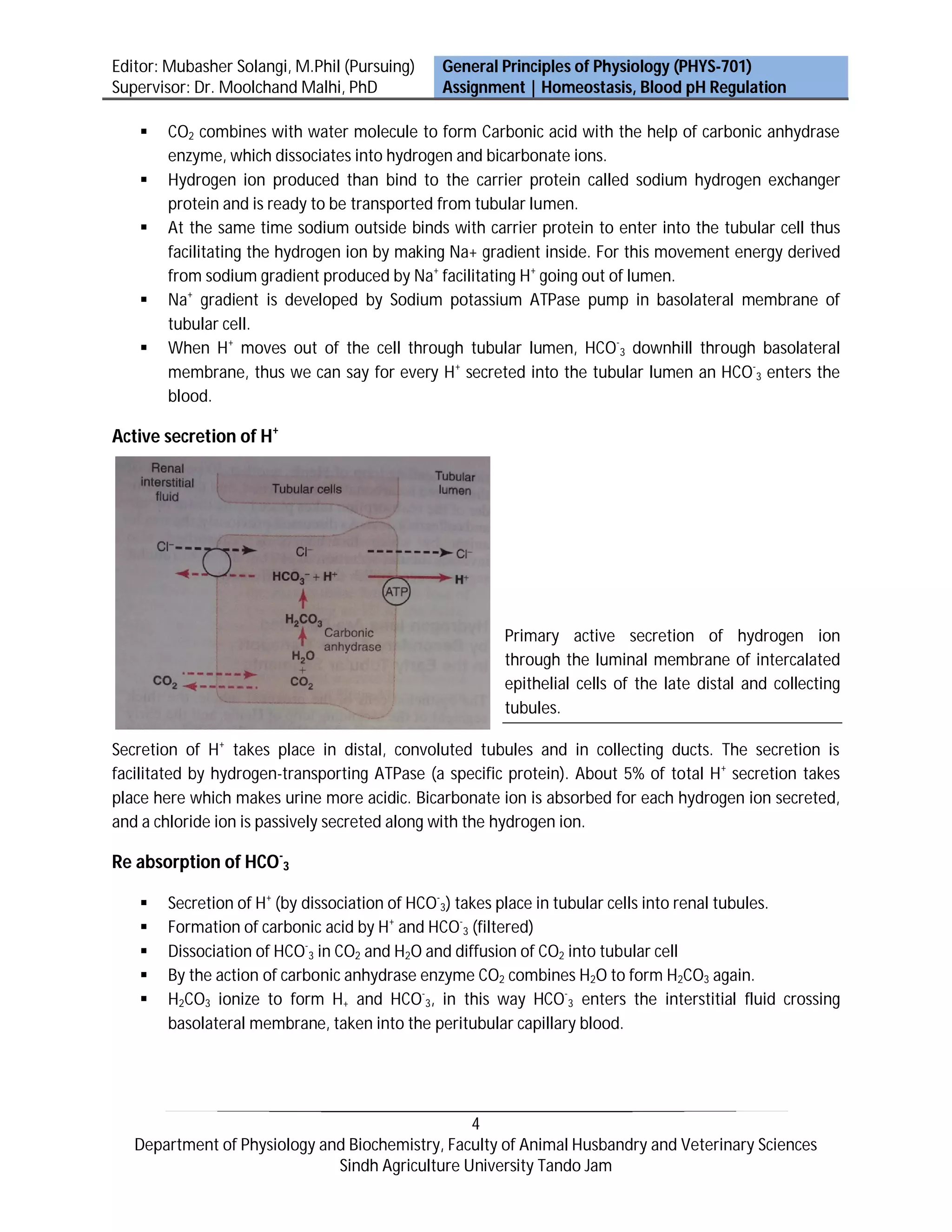 Homeostasis, maintenance of blood ph | PDF