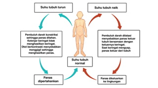 Homeostasis_ Menjaga Keseimbangan Tubuh.pptx