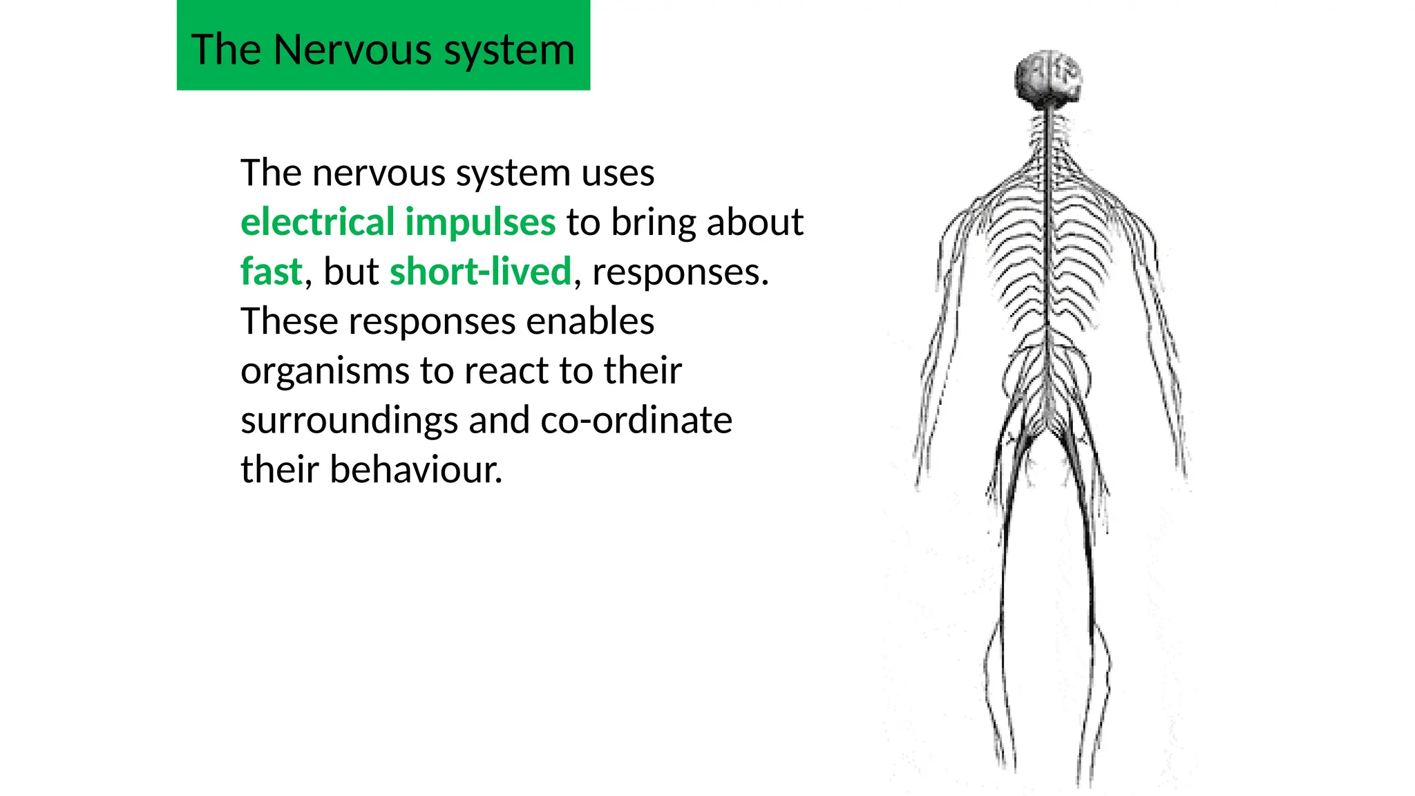 Homeostasis Neurons, synapses and action potentials.pptx