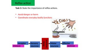 Homeostasis Neurons, synapses and action potentials.pptx