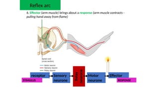 Homeostasis Neurons, synapses and action potentials.pptx