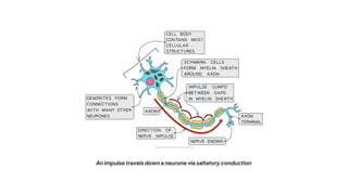 Homeostasis Neurons, synapses and action potentials.pptx
