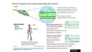 Homeostasis Neurons, synapses and action potentials.pptx