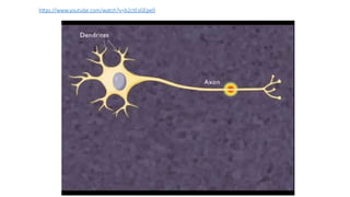 Homeostasis Neurons, synapses and action potentials.pptx