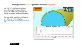 Homeostasis Neurons, synapses and action potentials.pptx