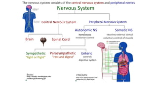 Homeostasis Neurons, synapses and action potentials.pptx