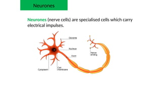 Homeostasis Neurons, synapses and action potentials.pptx