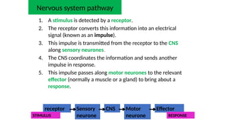 Homeostasis Neurons, synapses and action potentials.pptx