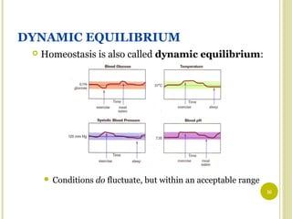 Homeostasis of the body | PPT