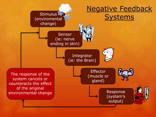Homeostasis (part 1) | PPT