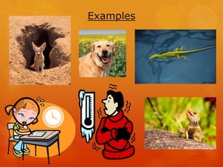 Homeostasis Examples In Animals