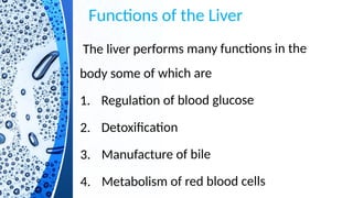 Homeostasis part 1 the regulation of internal environment via the ...