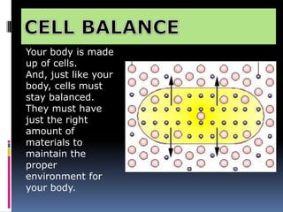 Homeostasis powerpoint | PPTX