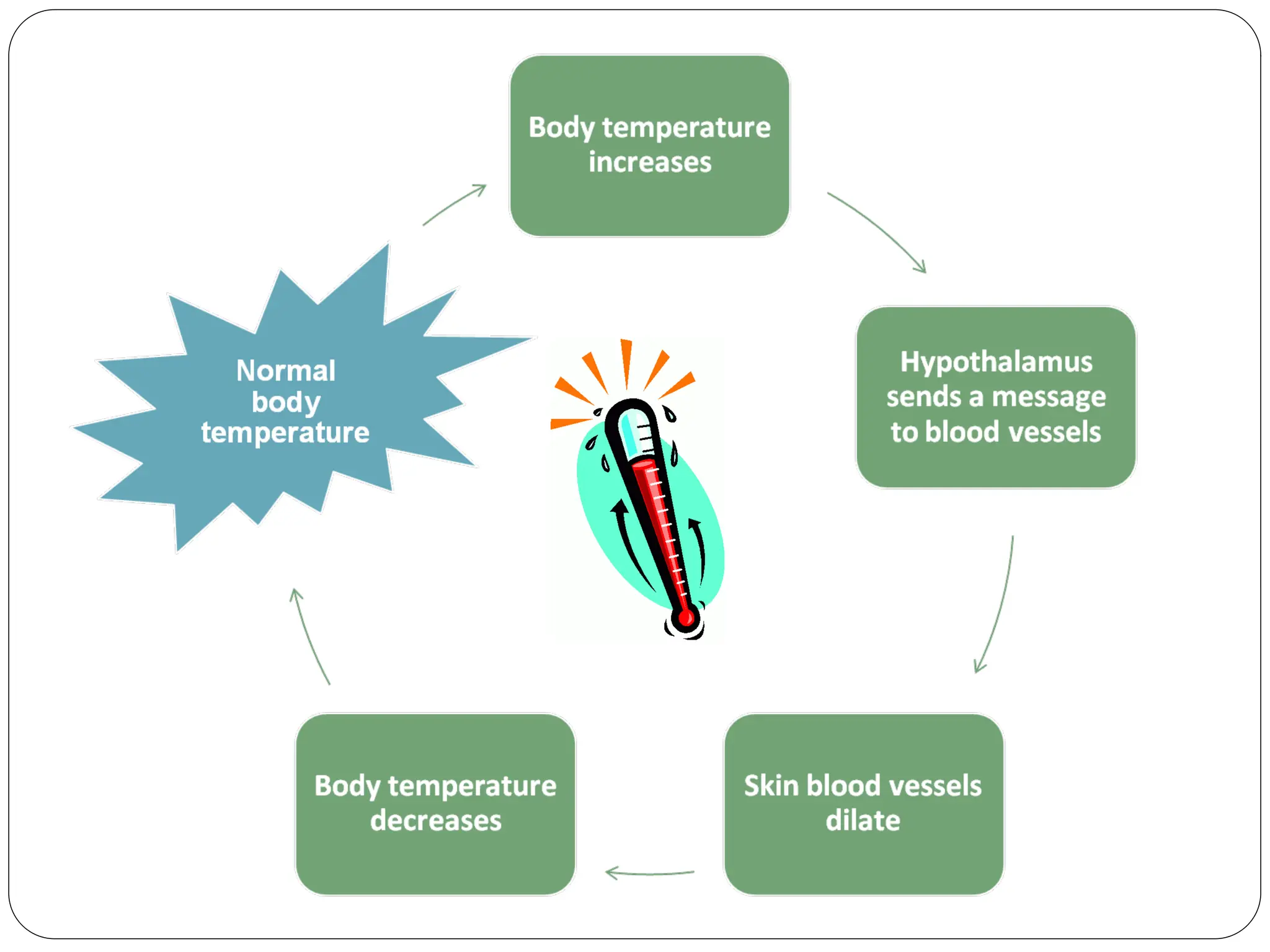 Homeostasis PPT humana anatomy and physiology | PPT