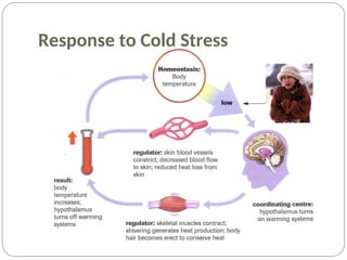 Homeostasis PPT humana anatomy and physiology | PPT