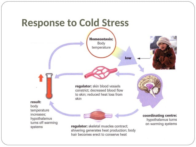 Homeostasis PPT humana anatomy and physiology | PPT