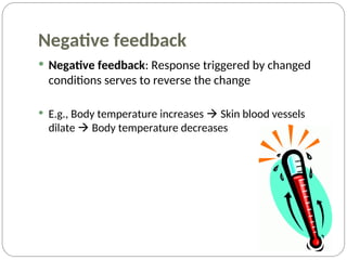 Homeostasis PPT humana anatomy and physiology | PPT | Endocrine and ...