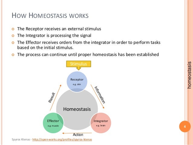 What Is Homeostasis Definition Examples Homeostasis