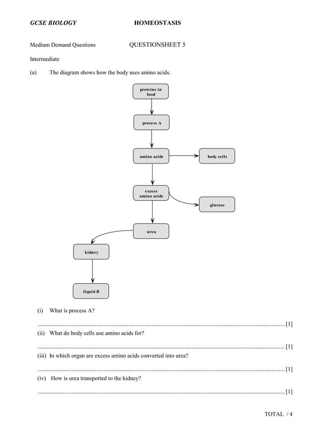 homeostasis questions.doc