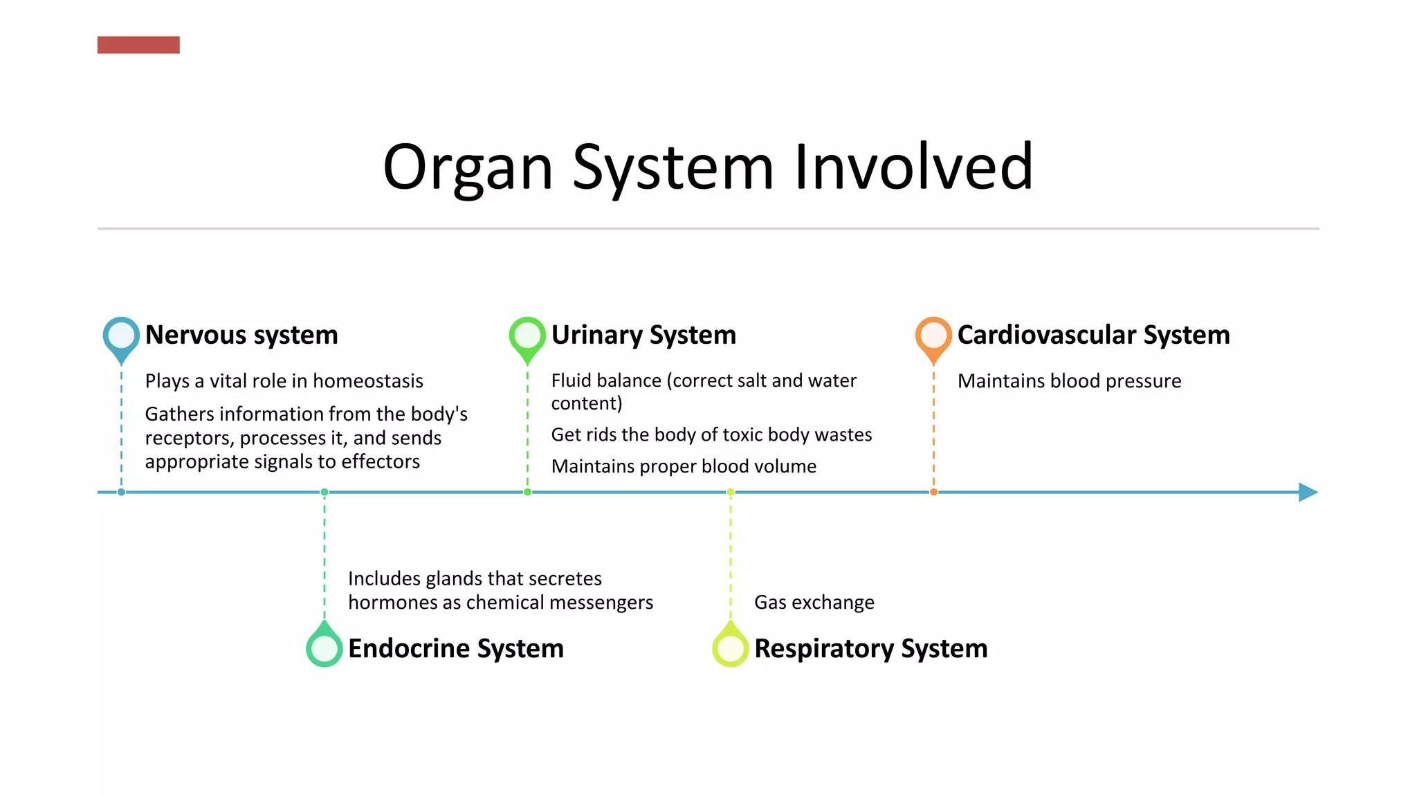 Homeostasis and Feedback Mechanism in Humans.pptx