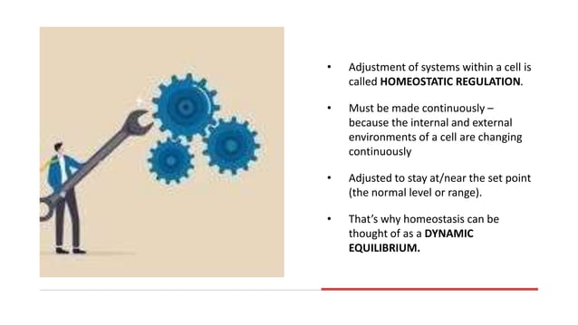 Homeostasis and Feedback Mechanism in Humans.pptx
