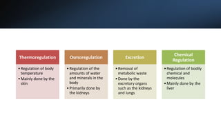 Homeostasis and Feedback Mechanism in Humans.pptx