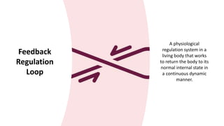Homeostasis and Feedback Mechanism in Humans.pptx