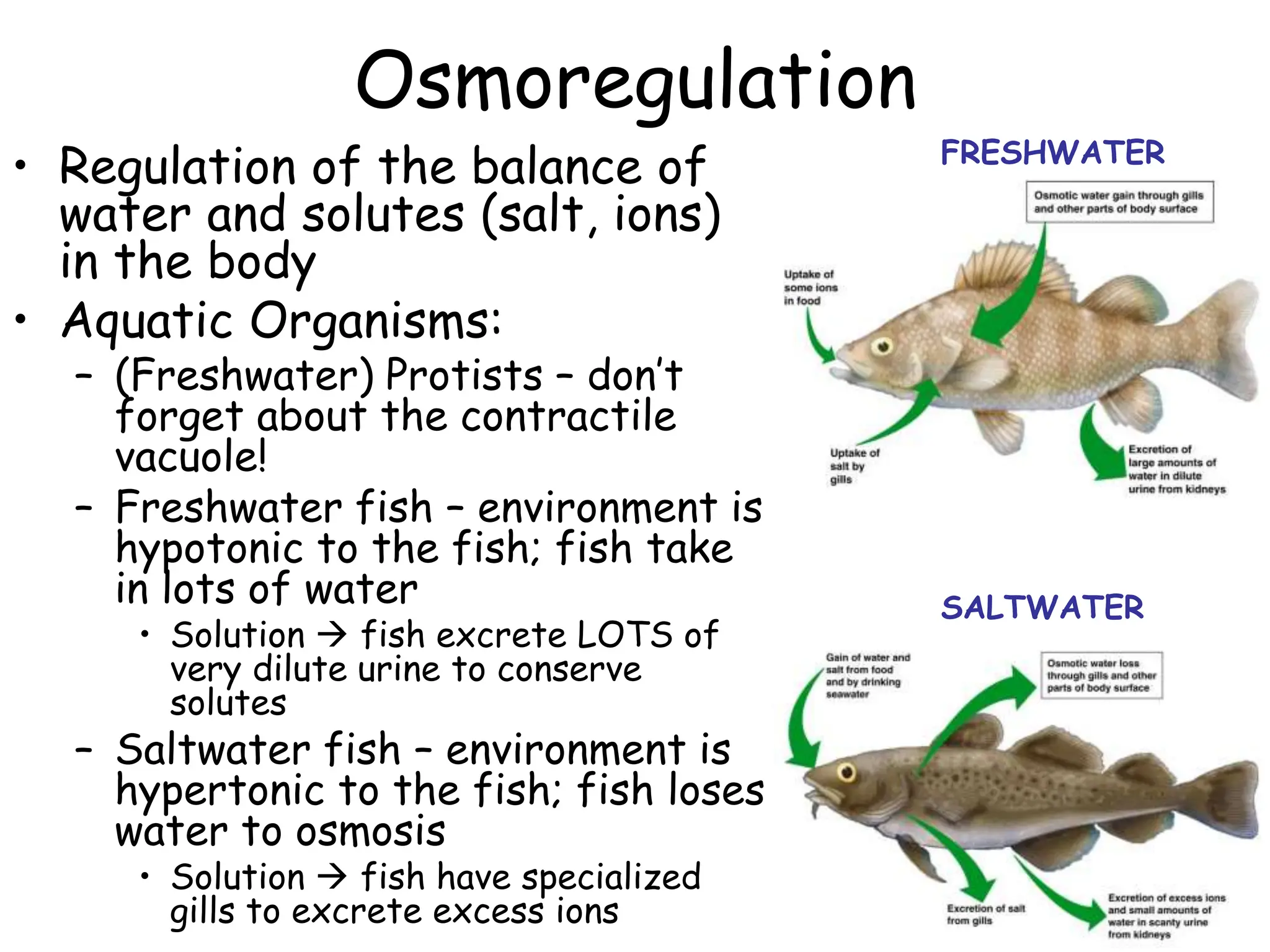 Homeostasis PowerPoint presentation pppt | PPT