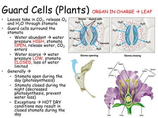 Homeostasis PowerPoint presentation pppt | PPT
