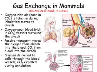Homeostasis PowerPoint presentation pppt | PPT