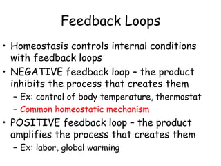 Homeostasis PowerPoint presentation pppt | PPT