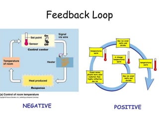 Homeostasis PowerPoint presentation pppt | PPT