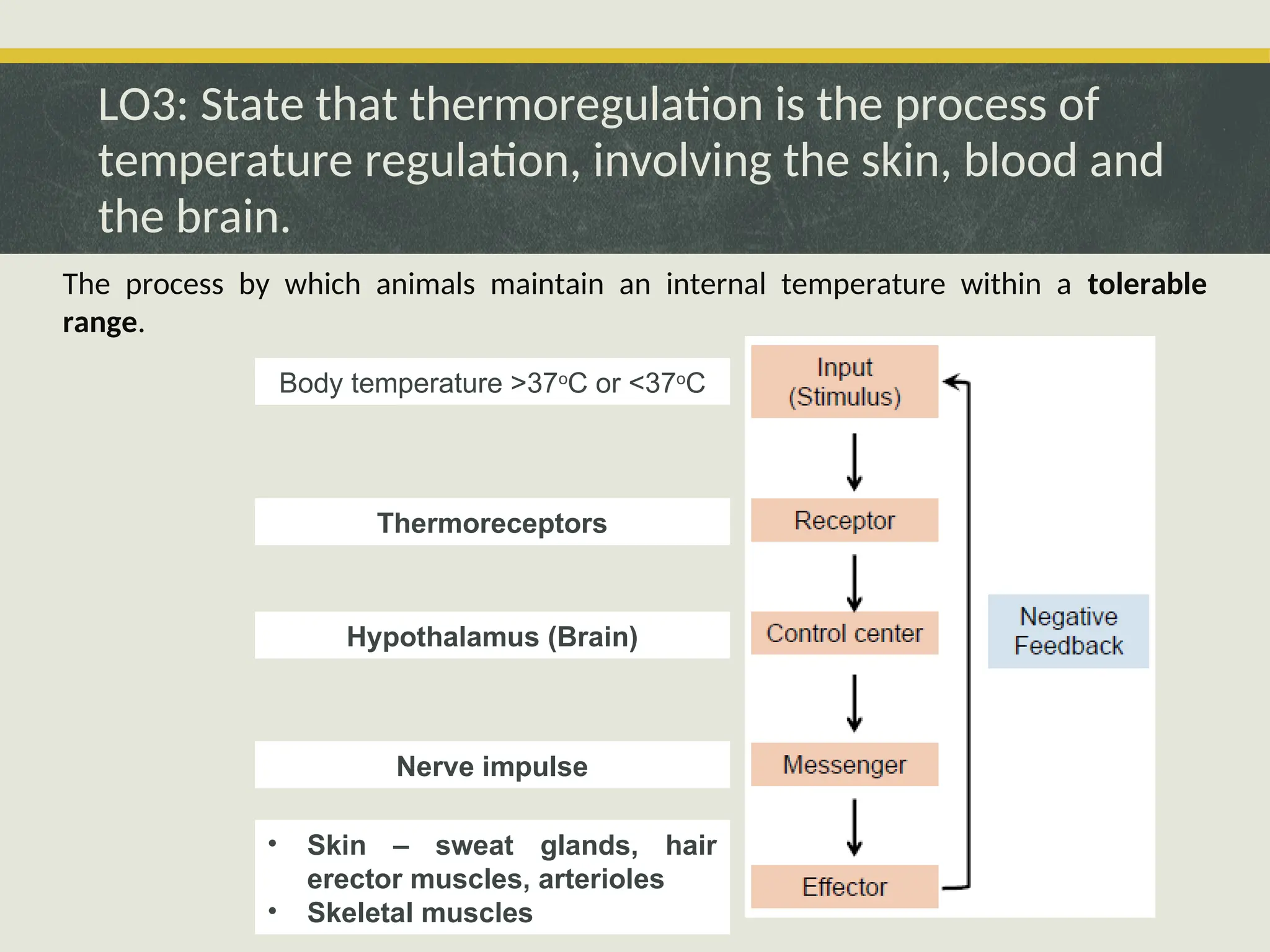 Homeostasis, temperature regulation & excretion.ppt